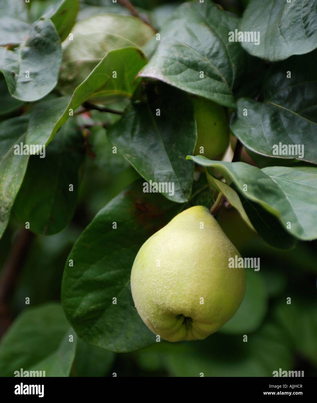 Single quince on tree hi-res stock photography and images - Alamy