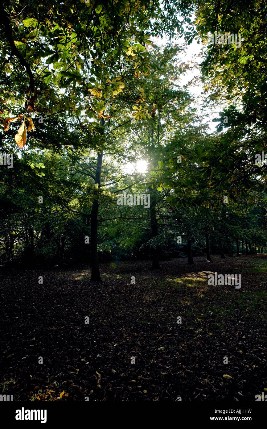 Dark tree canopy hi-res stock photography and images - Alamy