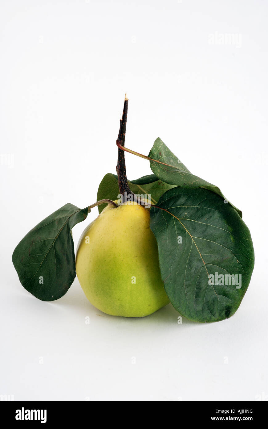 SINGLE QUINCE AND LEAVES ON WHITE BACKGROUND Stock Photo - Alamy