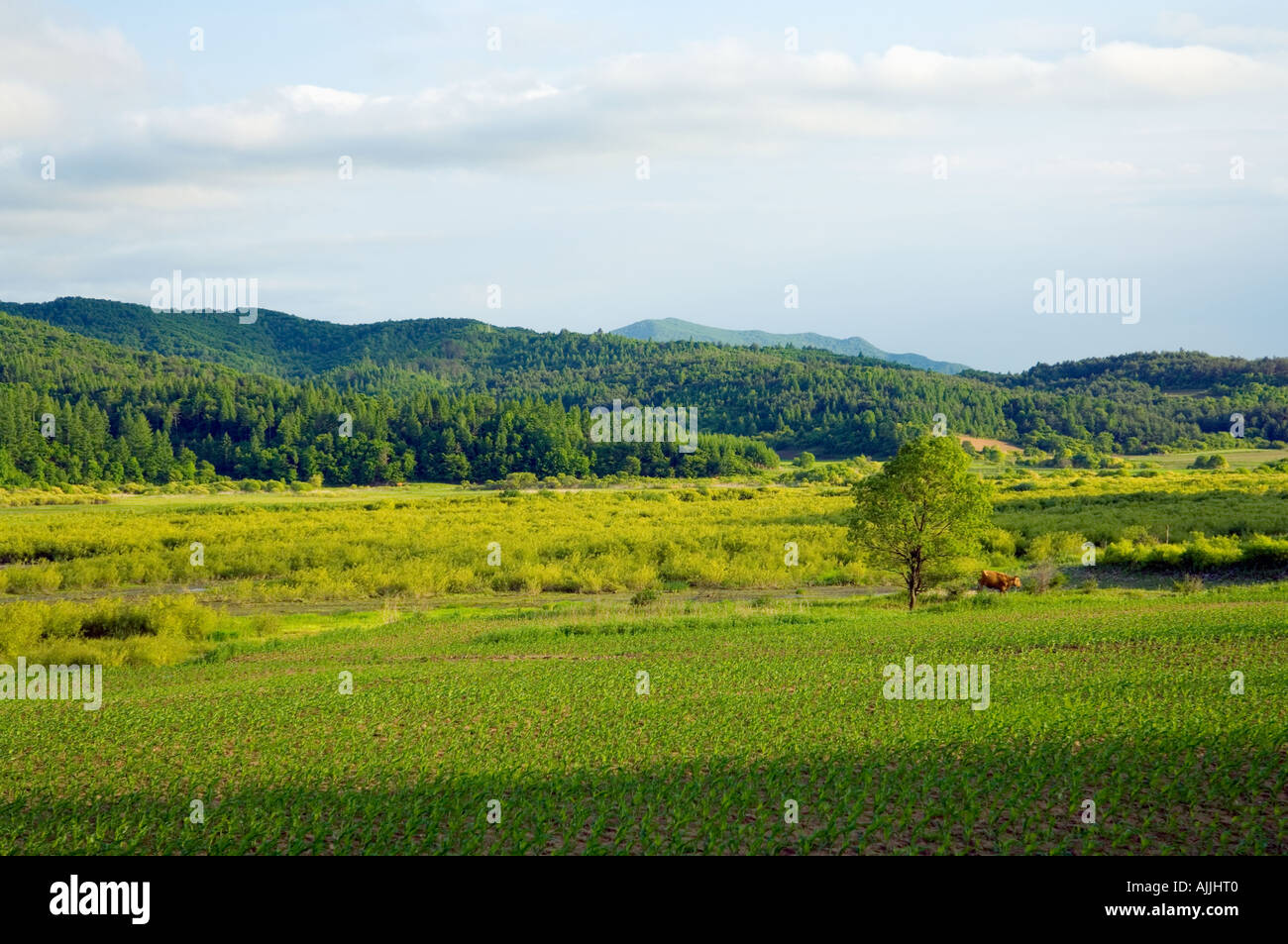 Changbai Mountain Natural Scenery Area Dongbei Province China Stock ...