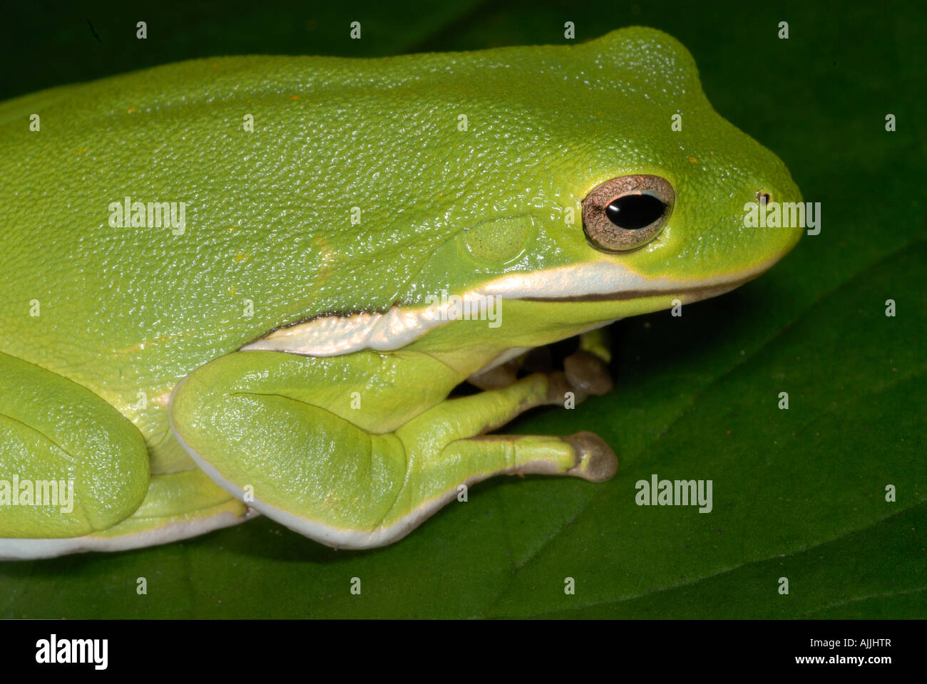 green tree frog Hyla cinerea a common frog of the southern United ...