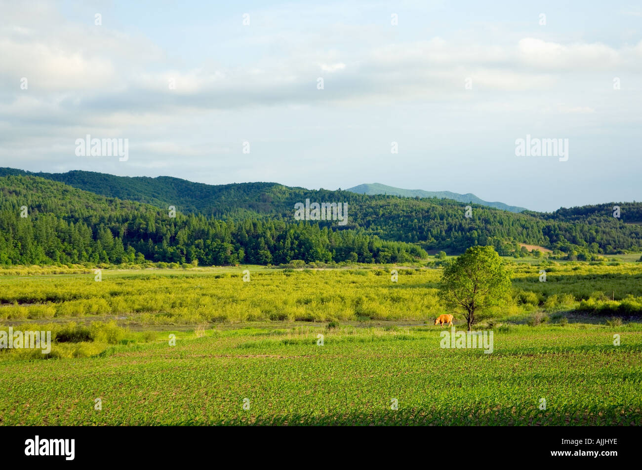 Changbai Mountain Natural Scenery Area Dongbei Province China Stock ...