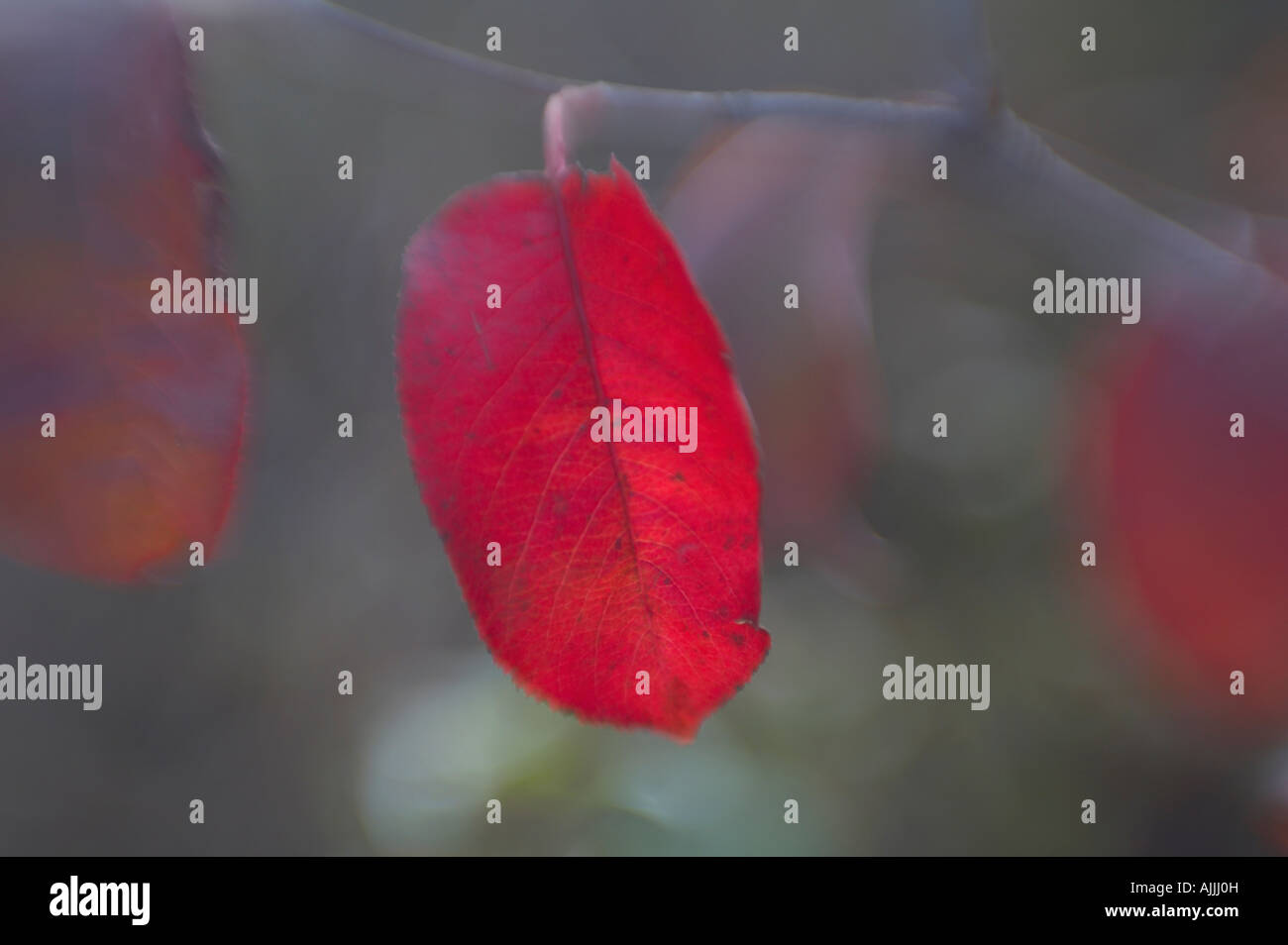 Colorful fall leaves Stock Photo - Alamy