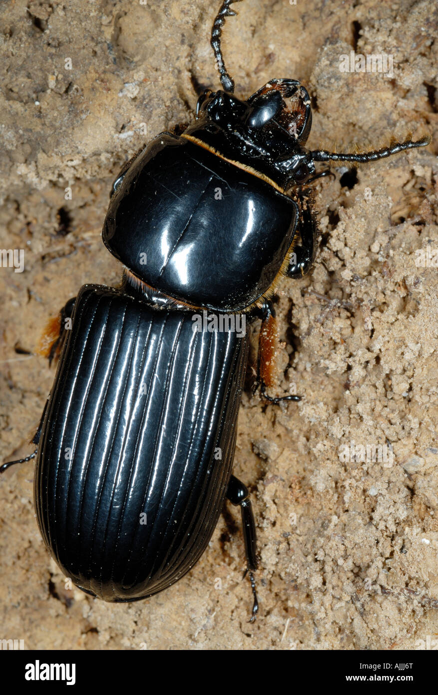 Bessbug High Resolution Stock Photography and Images - Alamy