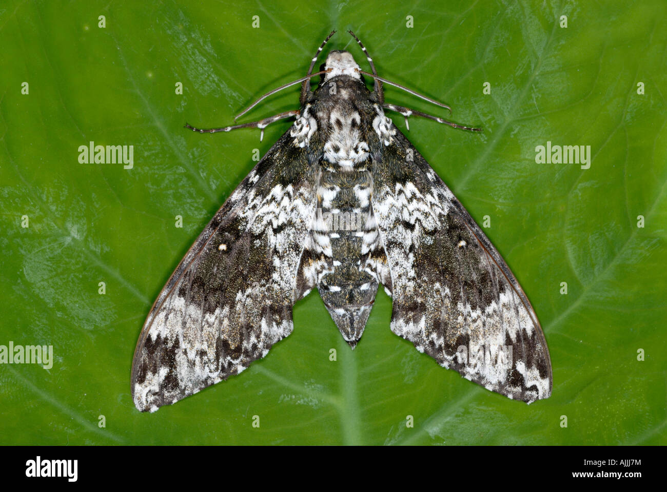 rustic sphinx moth Manduca rustica of the family Sphingidae also know ...