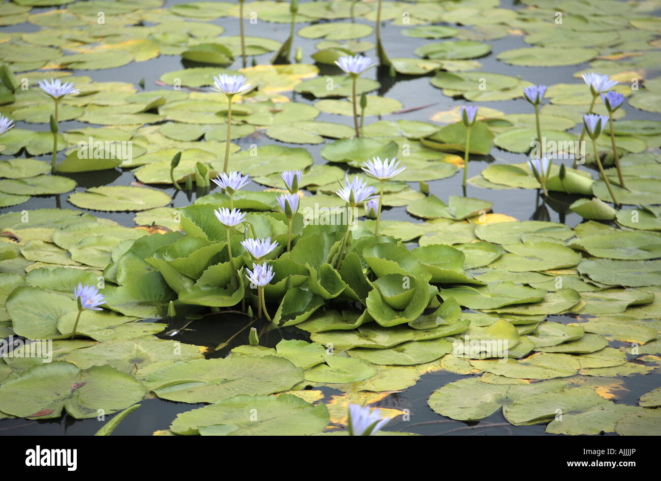 Blue Water Lily lilies Nymphaea capensis Stock Photo - Alamy