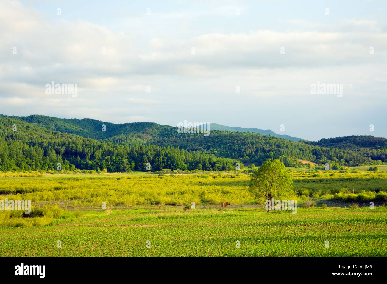 Changbai mountain forest hi-res stock photography and images - Alamy