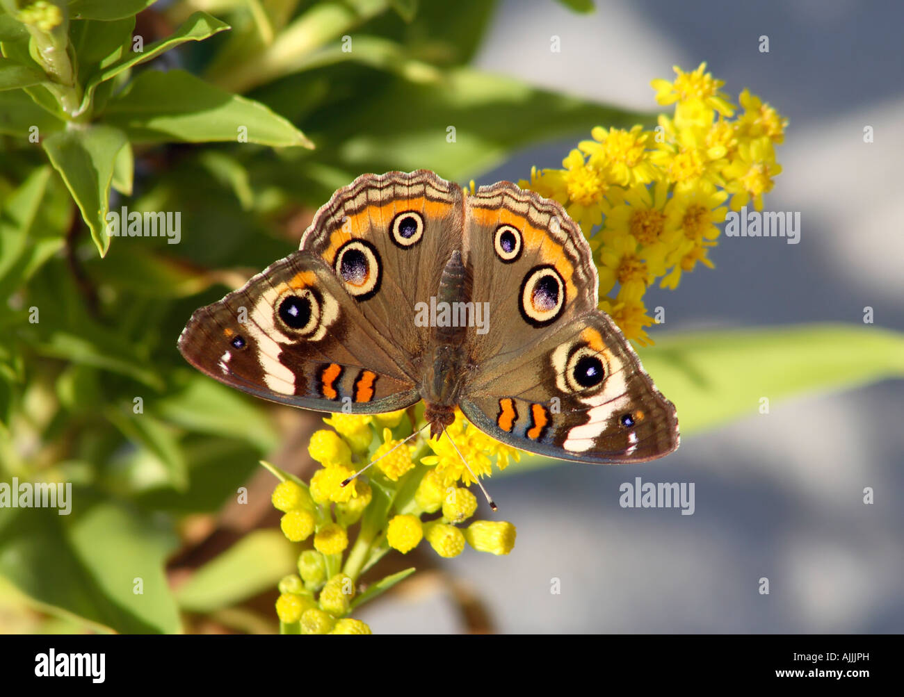 Common Buckeye butterfly (Junonia coenia) on goldenrod Stock Photo - Alamy