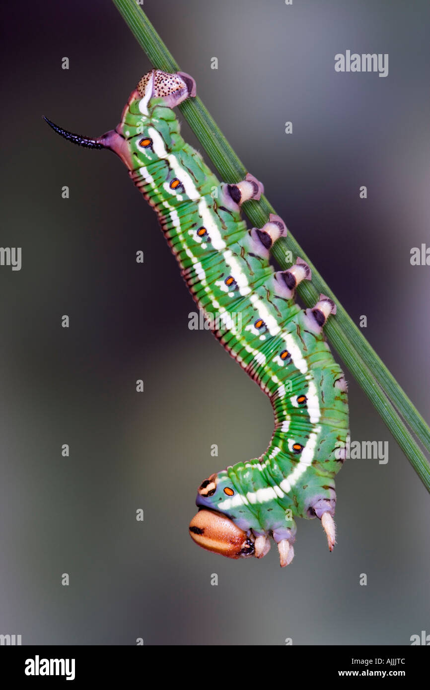 Pine hawk moth eating hi-res stock photography and images - Alamy