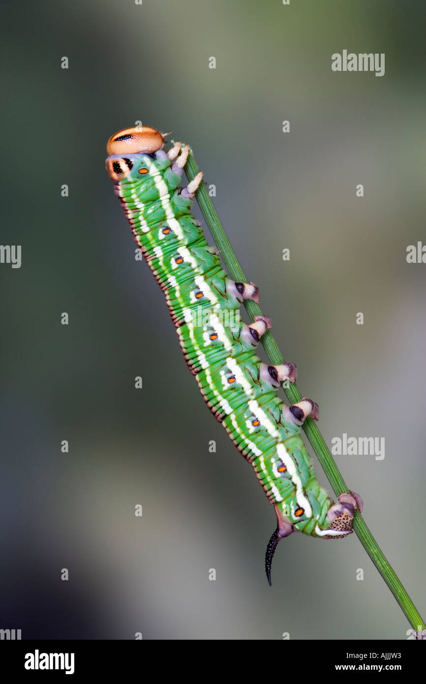 Pine Hawk moth Hyloicus pinastri larvae eating pine needle with nice ...