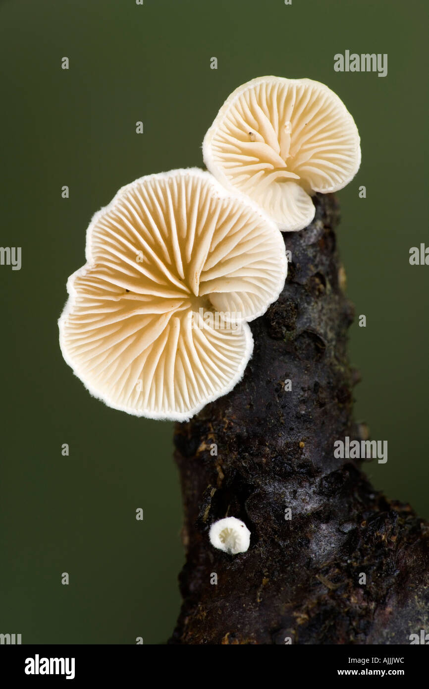 Crepidotus Variabillis on dead twig with nice out of focus background ...