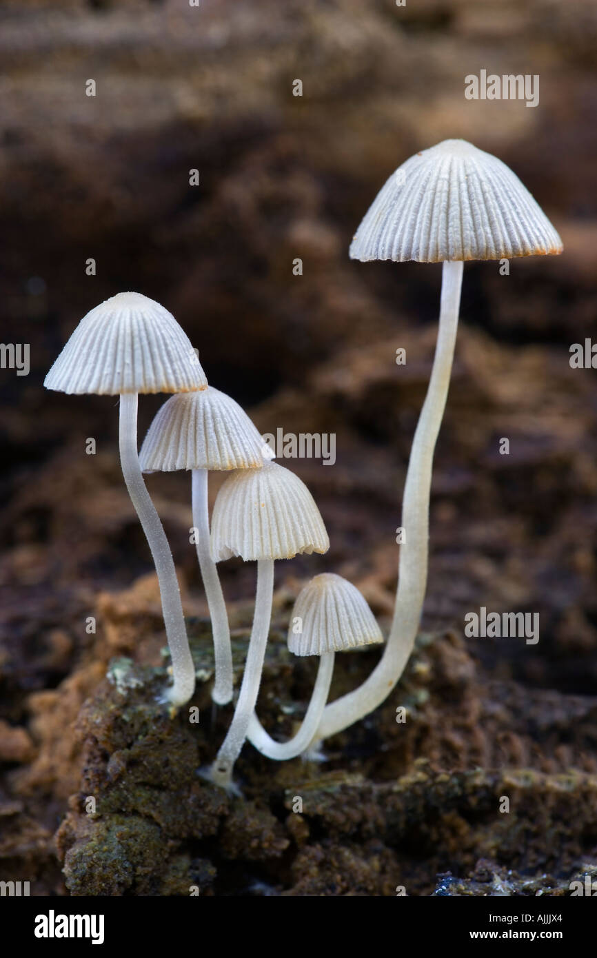 Nice group of Myceana growing on log Gamlingay wood bedfordshire Stock ...