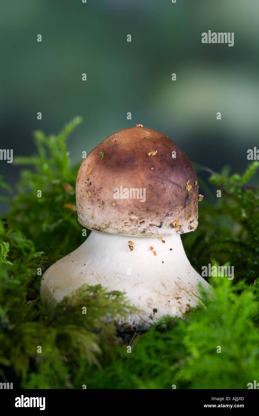 Young Parasol Mushroom Lepiota procera growing through moss Gamlingay ...