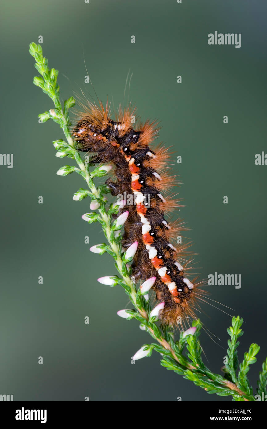 Knot Grass Acronicta rumicis larvae feeding on Heather with nice out of ...