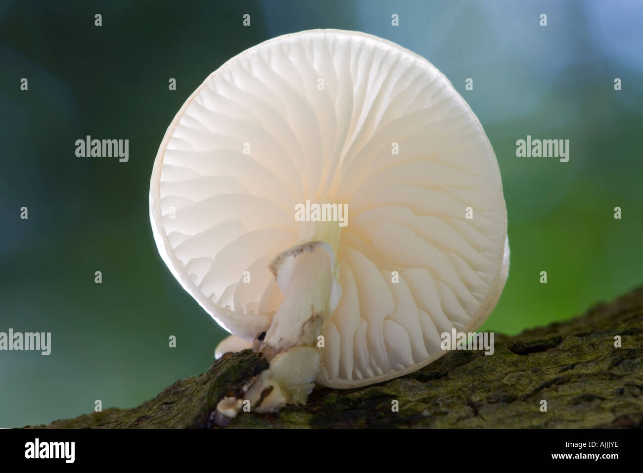 Porcelain fungus Oudemansiella mucida growing on Beech back lit with ...