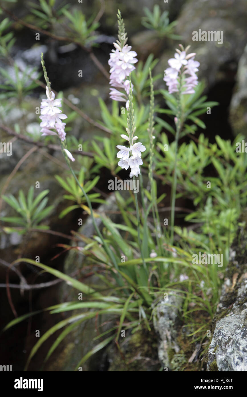 Watsonia pyramidata hi-res stock photography and images - Alamy
