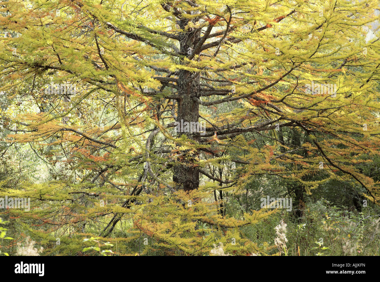 Single tree with red and yellow leaves in fall hi-res stock photography ...