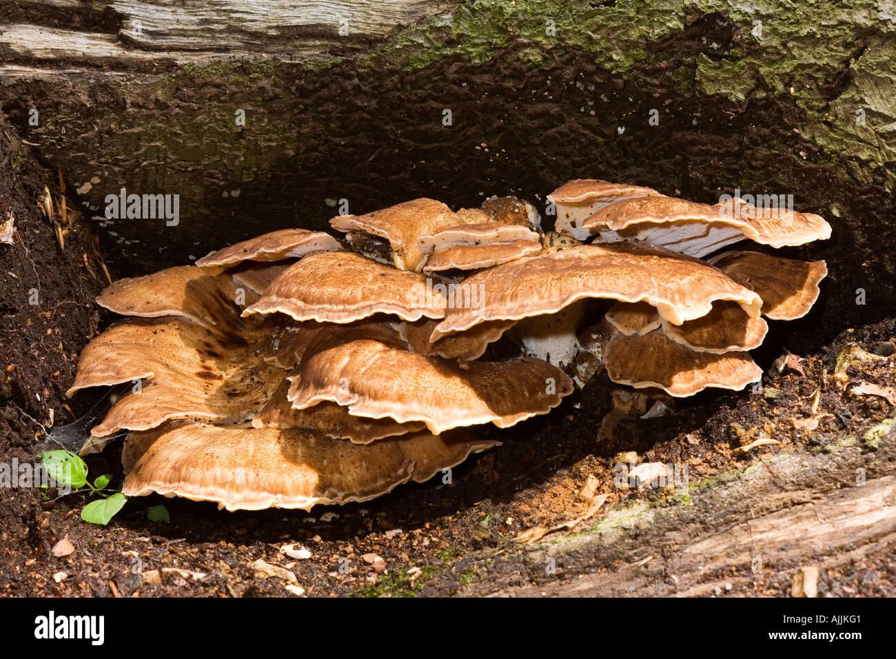 Meripilus hi-res stock photography and images - Alamy