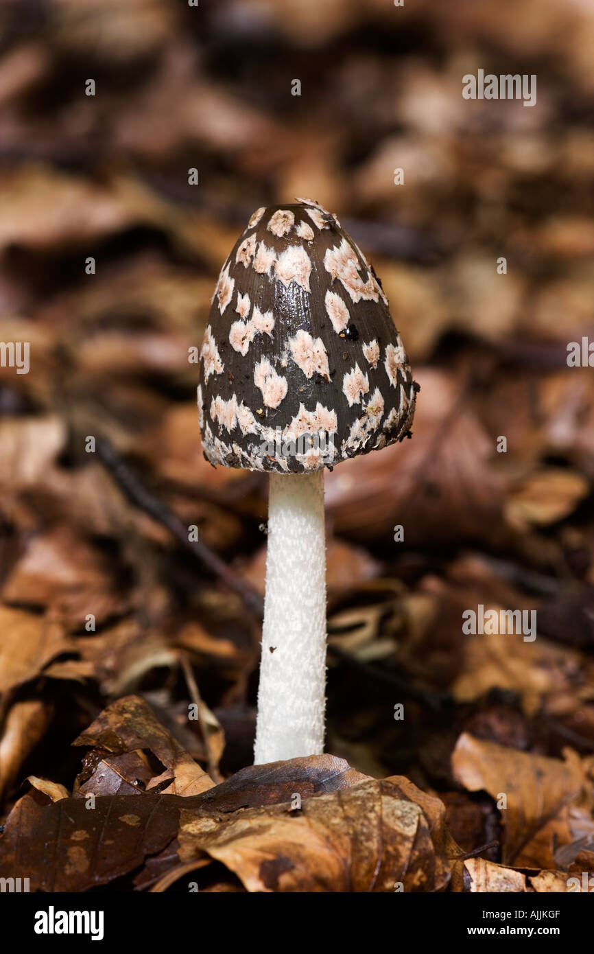 Magpie Ink Cap Coprinus picaceus growing under beech trees Gt ...