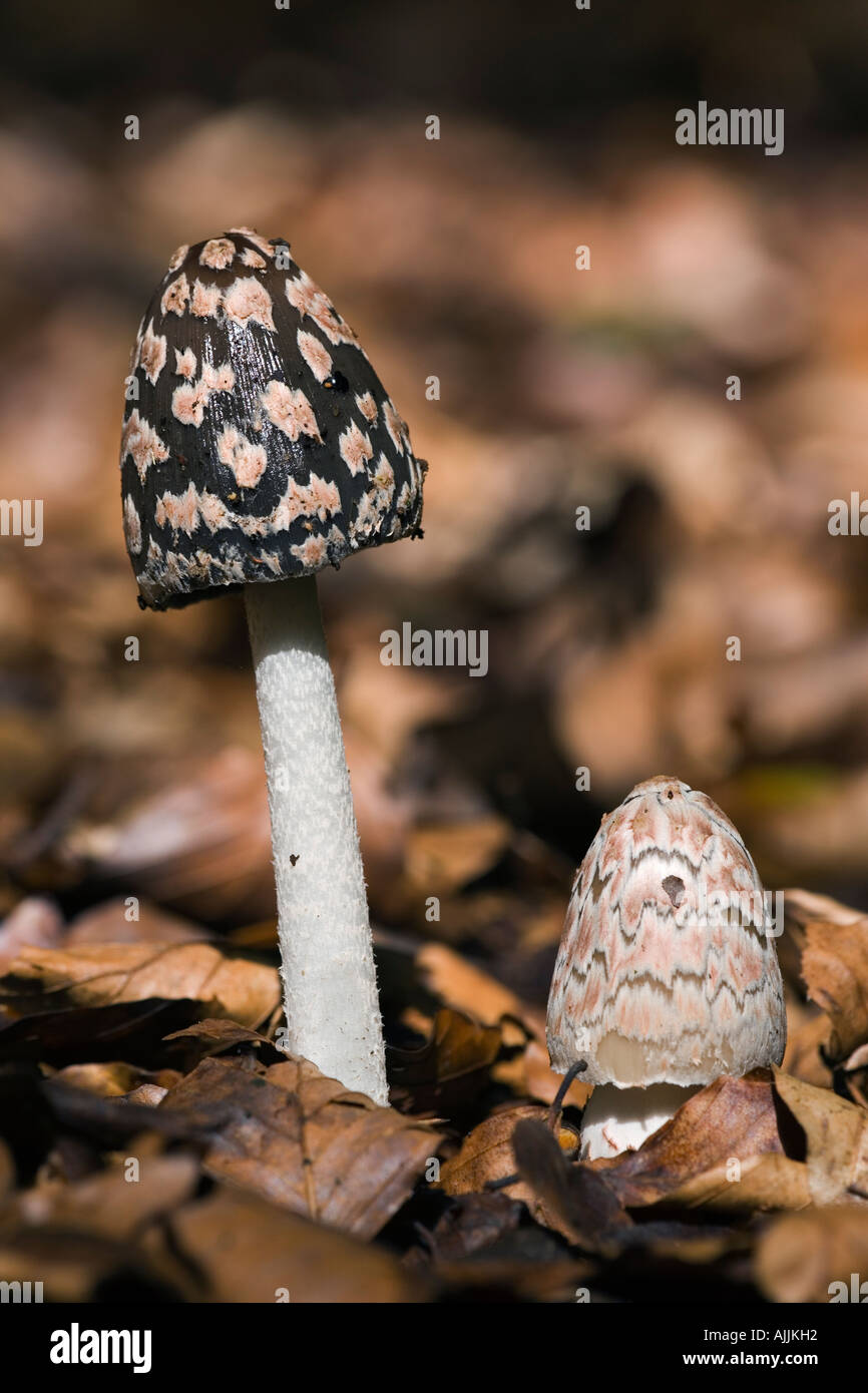 Magpie Ink Cap Coprinus picaceus growing under beech trees Gt ...