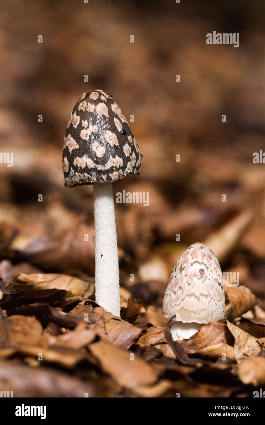 Magpie ink cap hi-res stock photography and images - Alamy