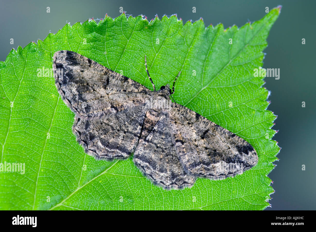 Willow Beauty Peribatodes rhomboidaria at rest on leaf with wings open ...