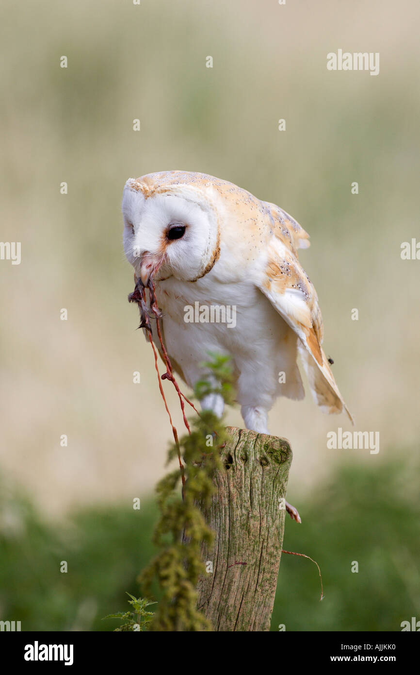 Barn owl (Tyto alba) on post eating rat with nice out of focus ...
