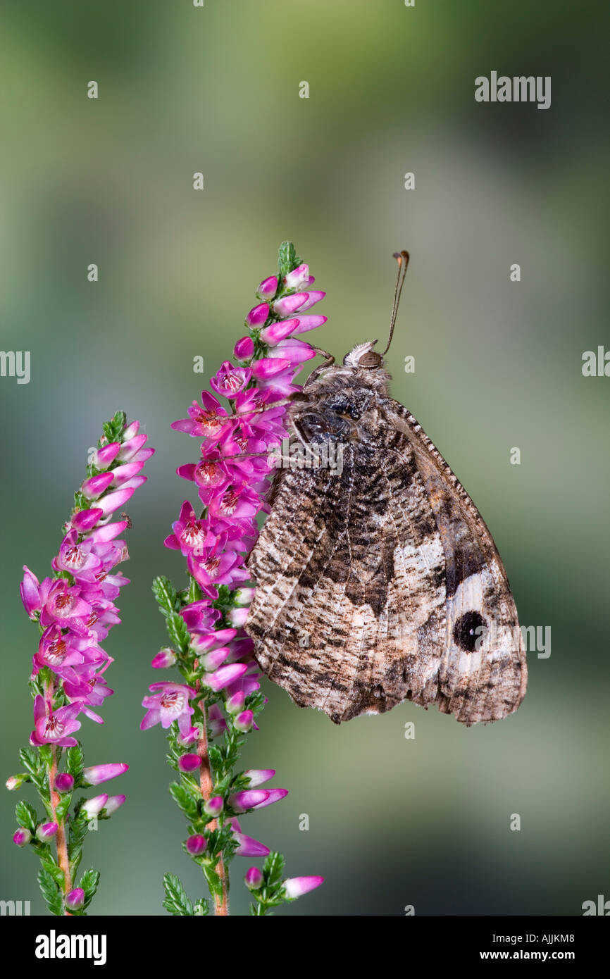Grayling Hipparchia semele on Heather showing markings and detail with ...
