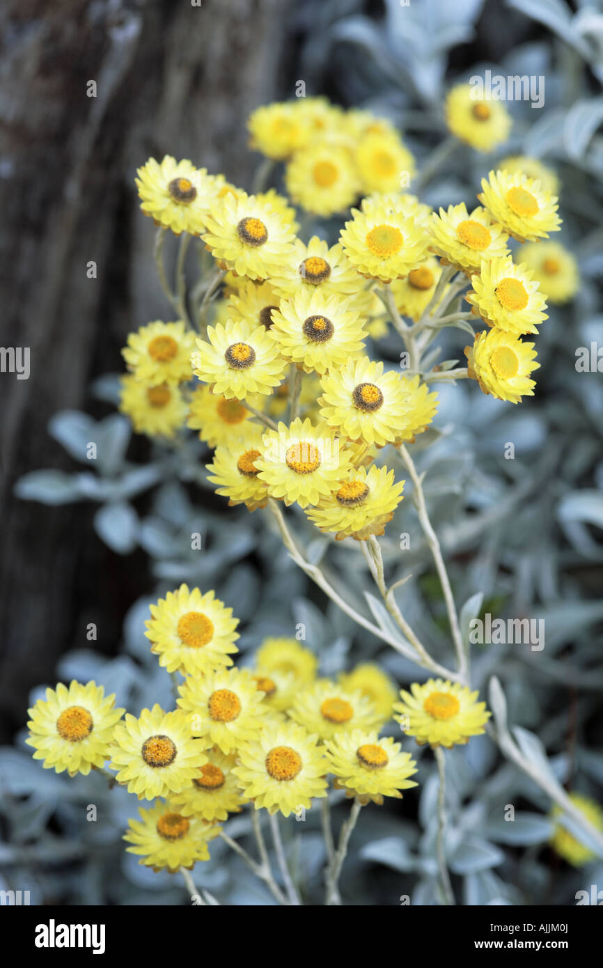 Syncarpha paniculata hi-res stock photography and images - Alamy