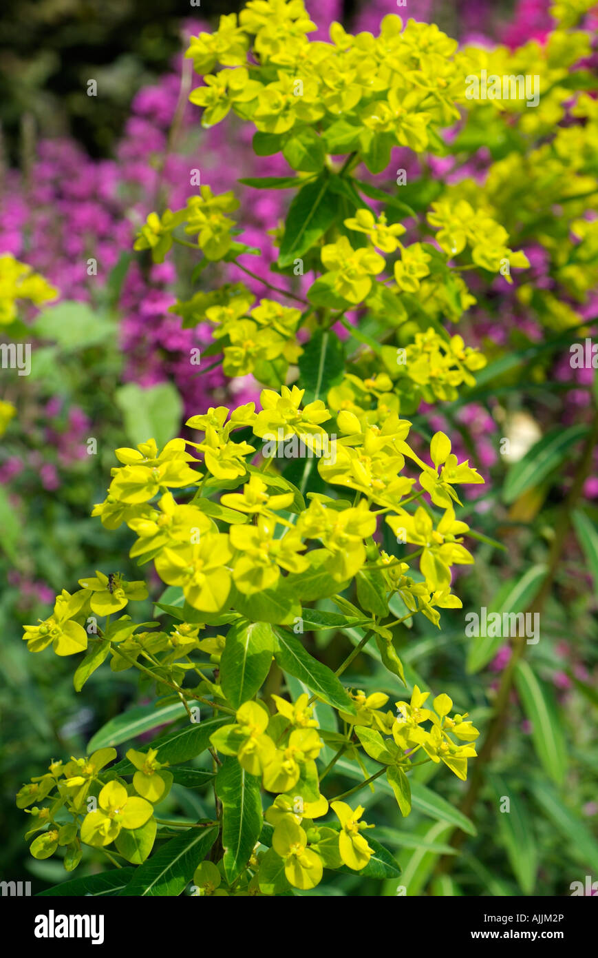 Spurge Flowering Euphorbia donii AMJILLASA Stock Photo - Alamy