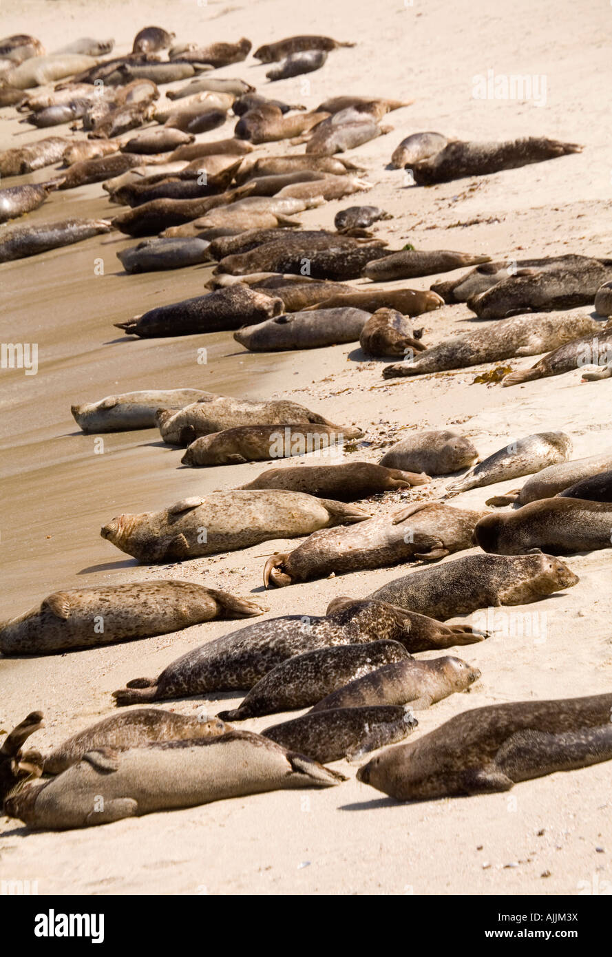 A large group of harbour seals rest in the sun on a sandy beach in ...