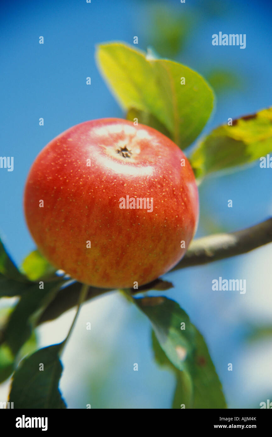 Apple crawley beauty hi-res stock photography and images - Alamy