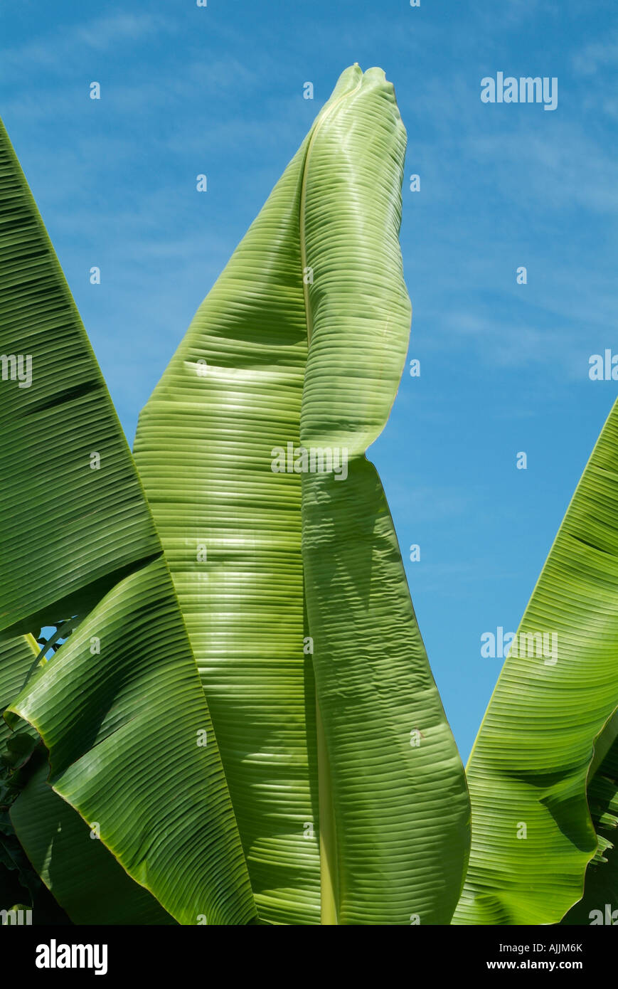 Banana leaves, Musa species Stock Photo - Alamy