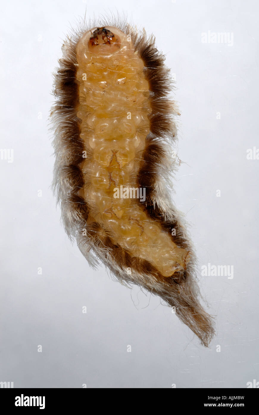 underside of a Puss caterpillar genus Megalopyge with toxic poisonous ...