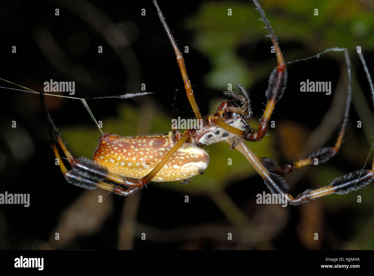 Golden silk spider Nephila clavipes a large orange and brown spider ...