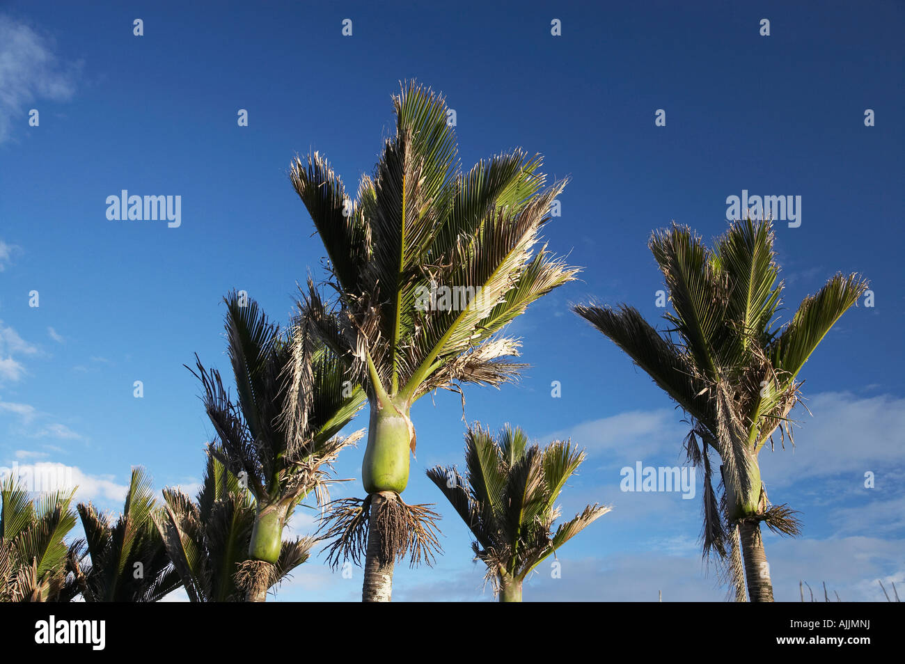 Tree nikau palm native hi-res stock photography and images - Alamy