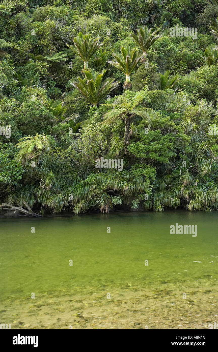Native Bush and Pororari River Paparoa National Park West Coast South ...