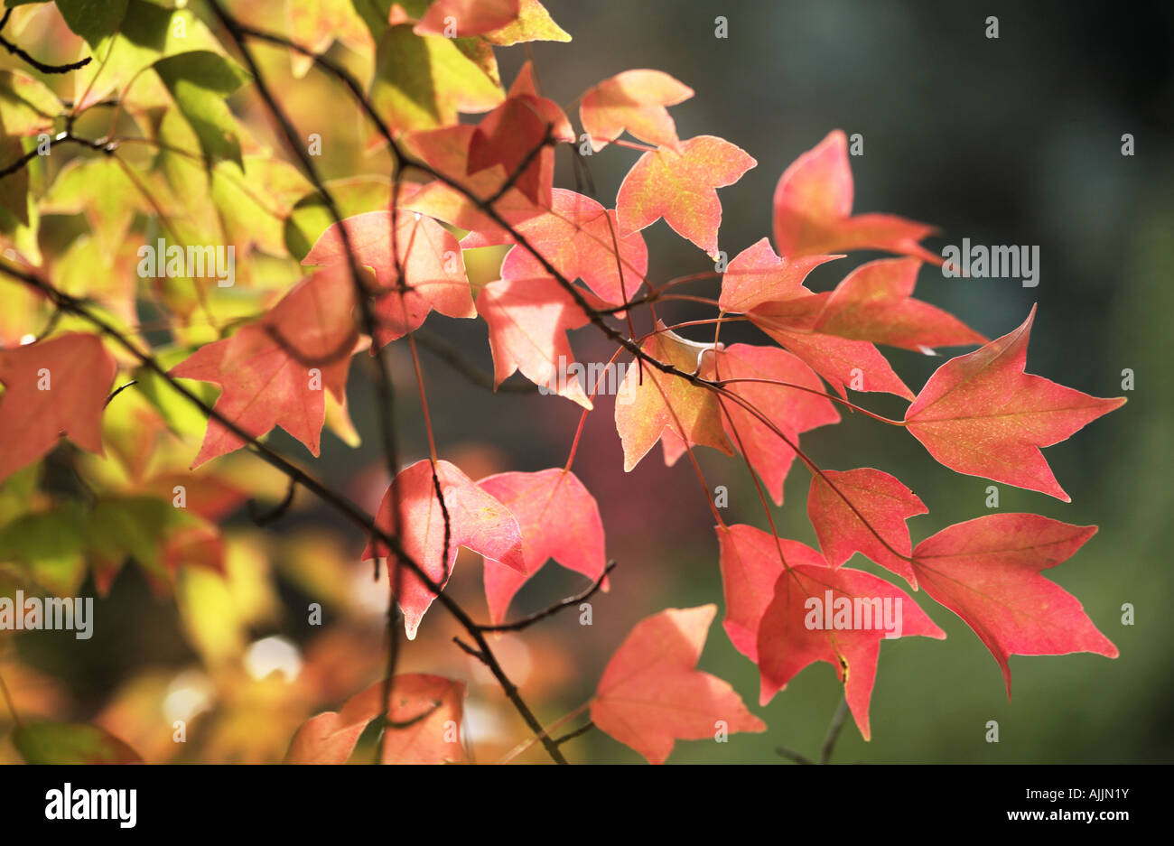 Red maple leaves of Maple tree in autumn Stock Photo - Alamy