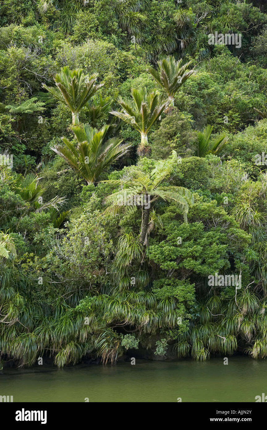 Native Bush and Pororari River Paparoa National Park West Coast South ...