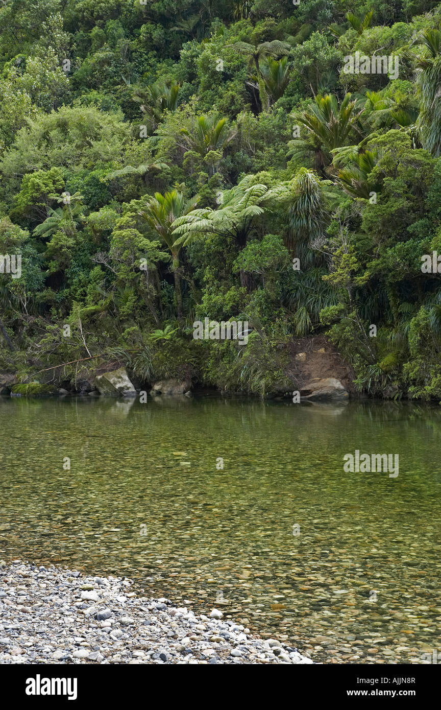 Native Bush and Pororari River Paparoa National Park West Coast South ...