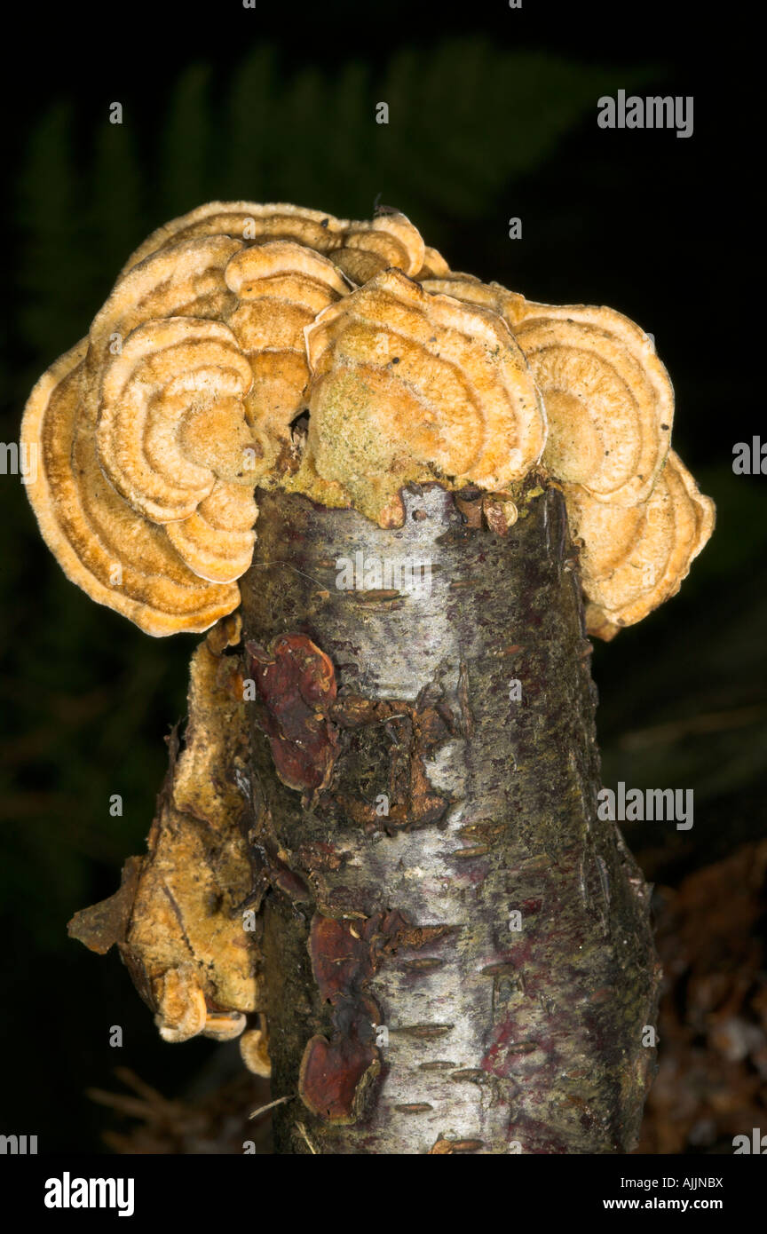 woodland fungi growing on tree stump Stock Photo - Alamy