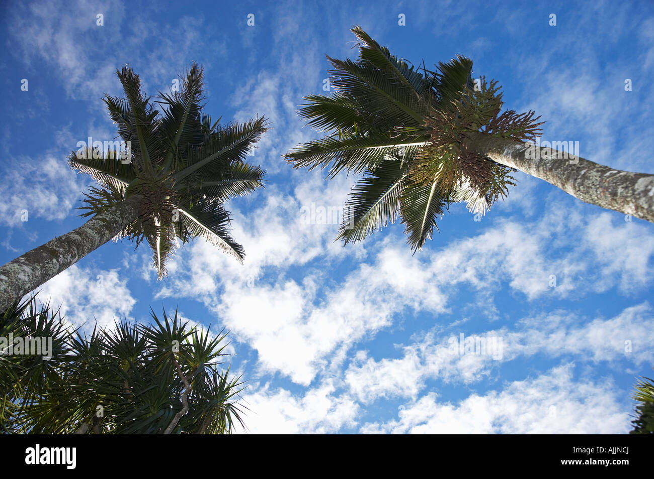 Tree nikau palm native hi-res stock photography and images - Alamy