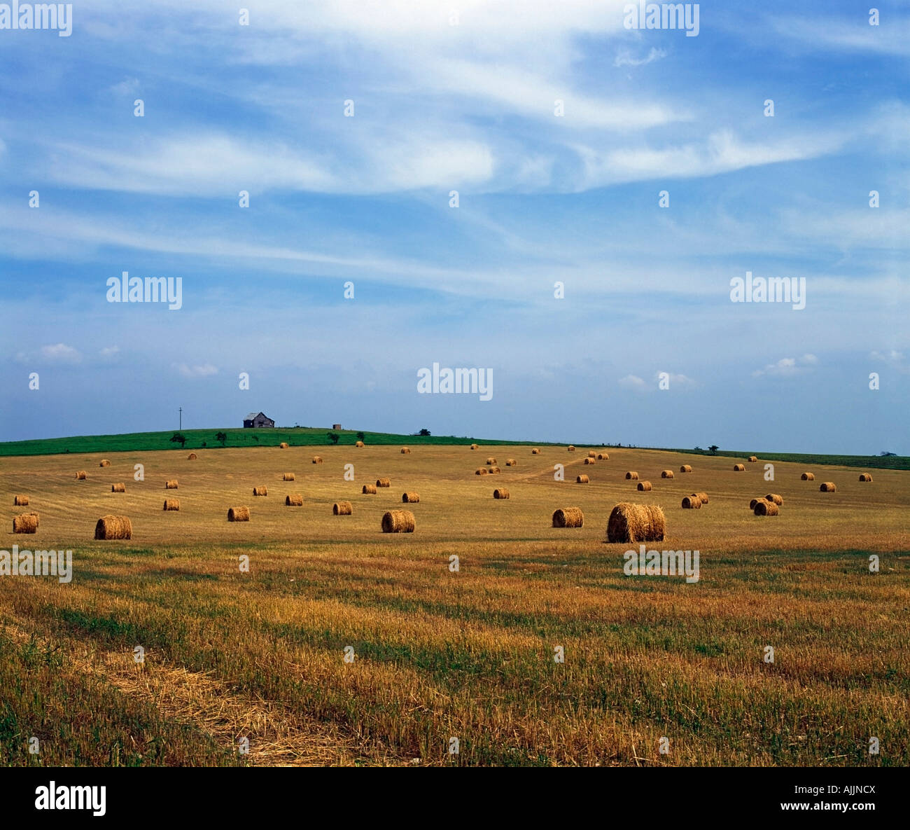 Field of hay bales, Texas, USA Stock Photo - Alamy