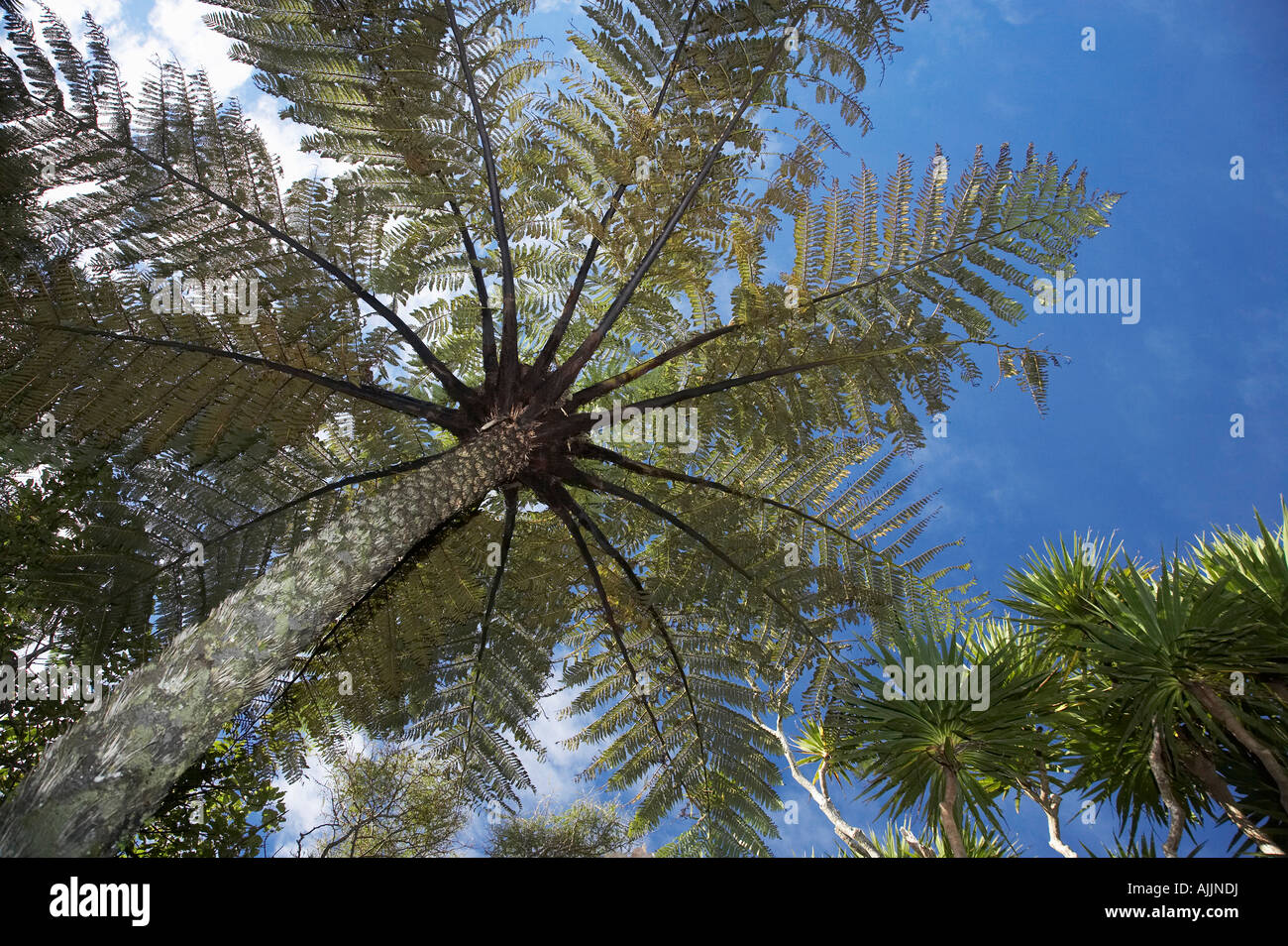 Silver ferns hi-res stock photography and images - Alamy
