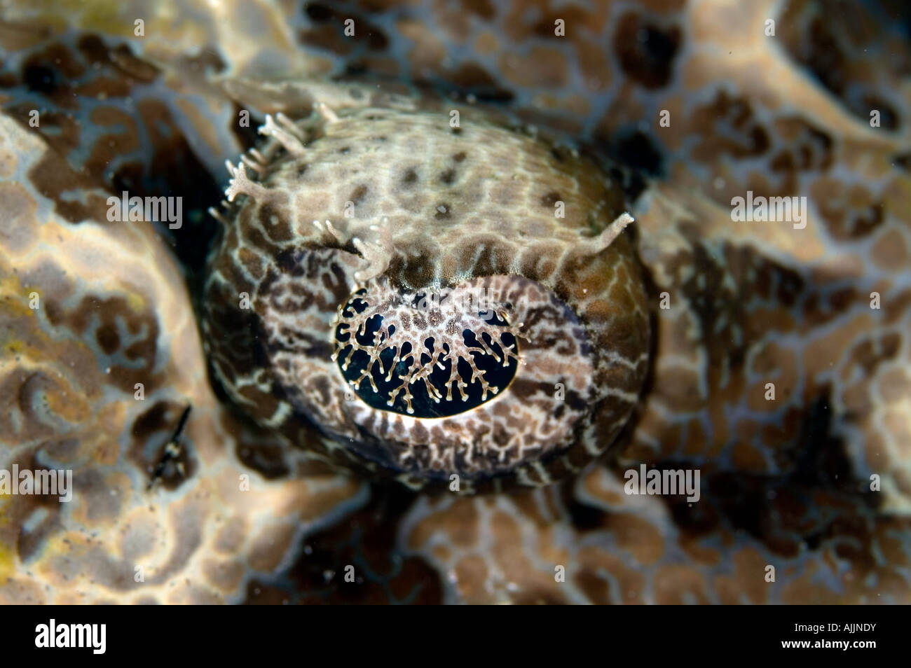 eye of crocodile fish Stock Photo - Alamy