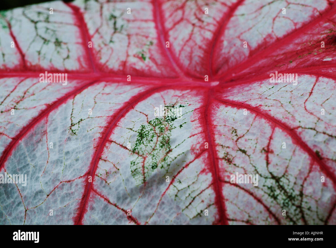 Caladium bicolor ROSEBUD Angel wings Stock Photo - Alamy