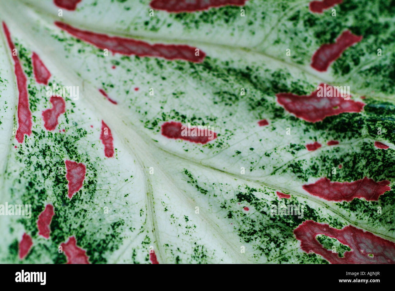 Caladium GINGERLAND Angel wings Stock Photo - Alamy
