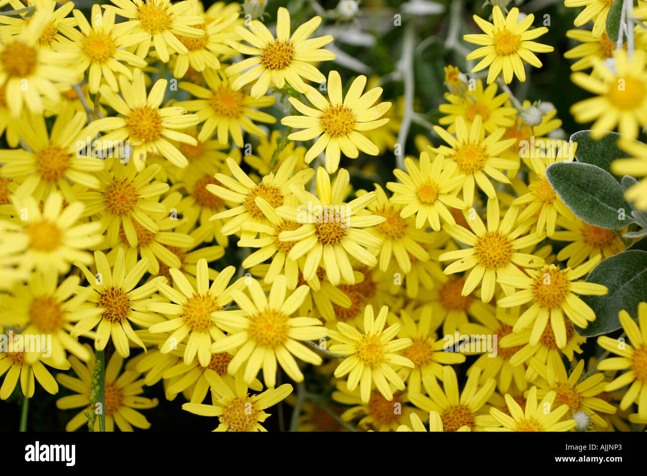 Yellow Flower Background Stock Photo - Alamy