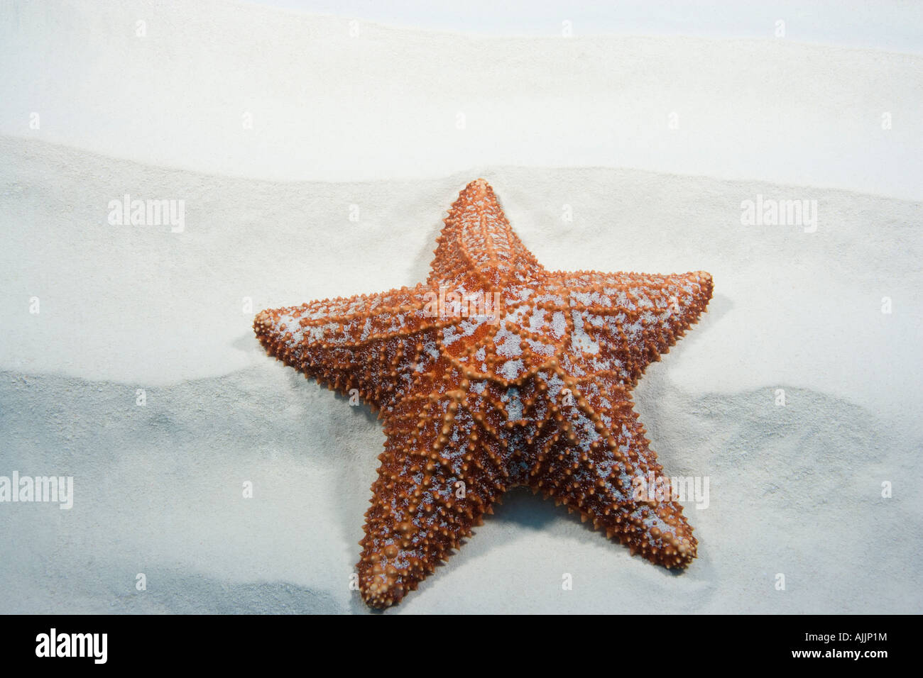 Sea star hi-res stock photography and images - Alamy