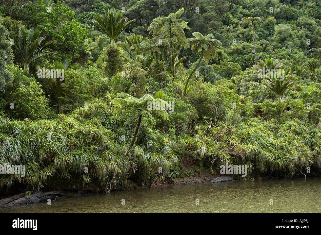 Native Bush and Pororari River Paparoa National Park West Coast South ...
